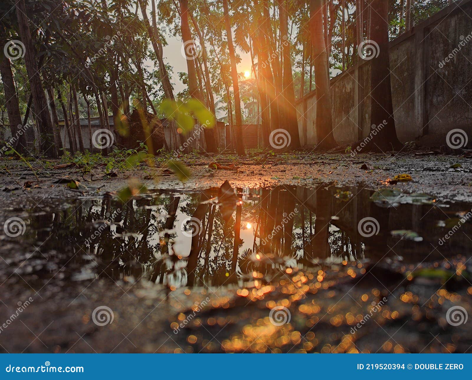 Reflection of Sun Rays on Water. Stock Photo - Image of morning, forest ...