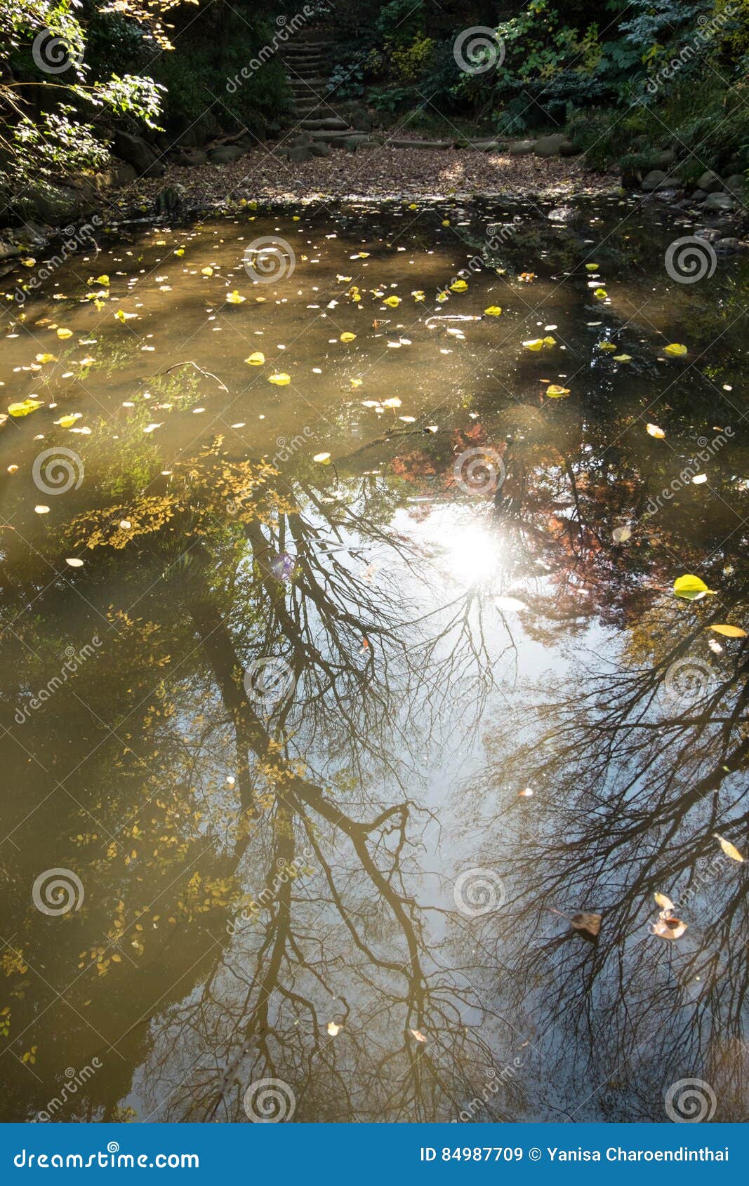 Reflection of Sun and Tree Branches in Pond. Stock Image - Image of ...