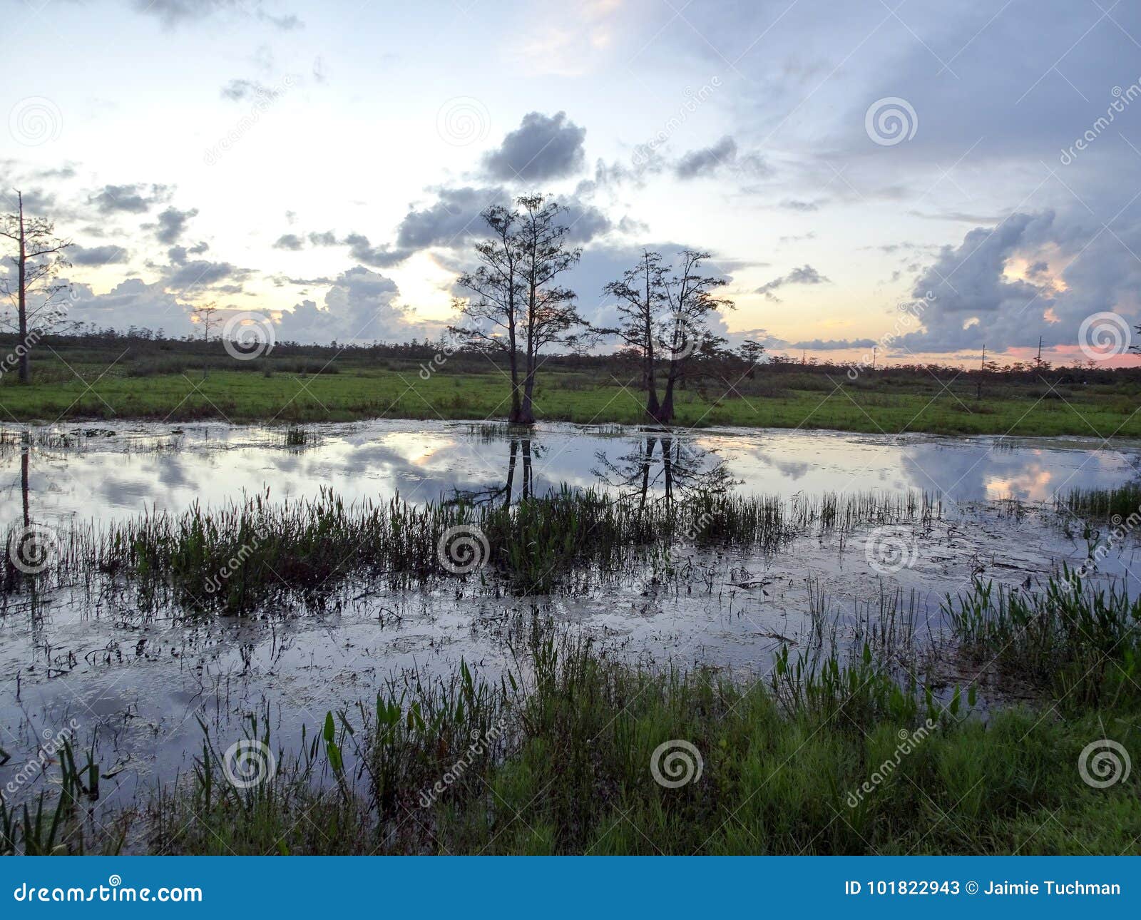 Reflection of Vibrant Sunset in a Swamp Stock Image - Image of ocean ...
