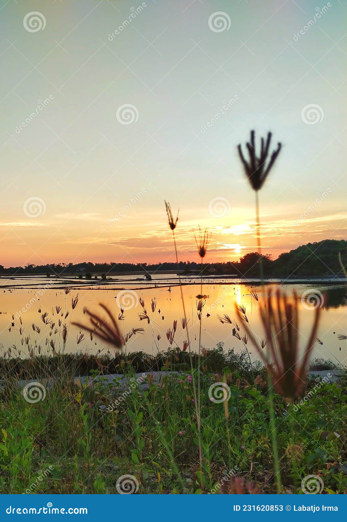 The Reflection of the Sunset Over the Fish Pond Seen from the Grass ...
