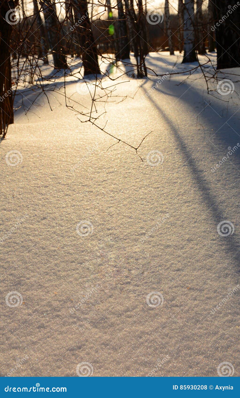 Reflection of Sunset Sunlight on the Winter Snow in the Woods Stock ...