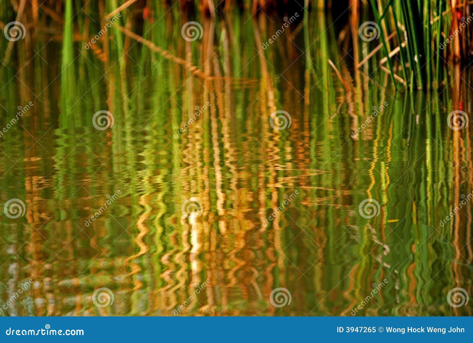 Reflection of Tall Grass in the Pond Stock Image - Image of reflection ...