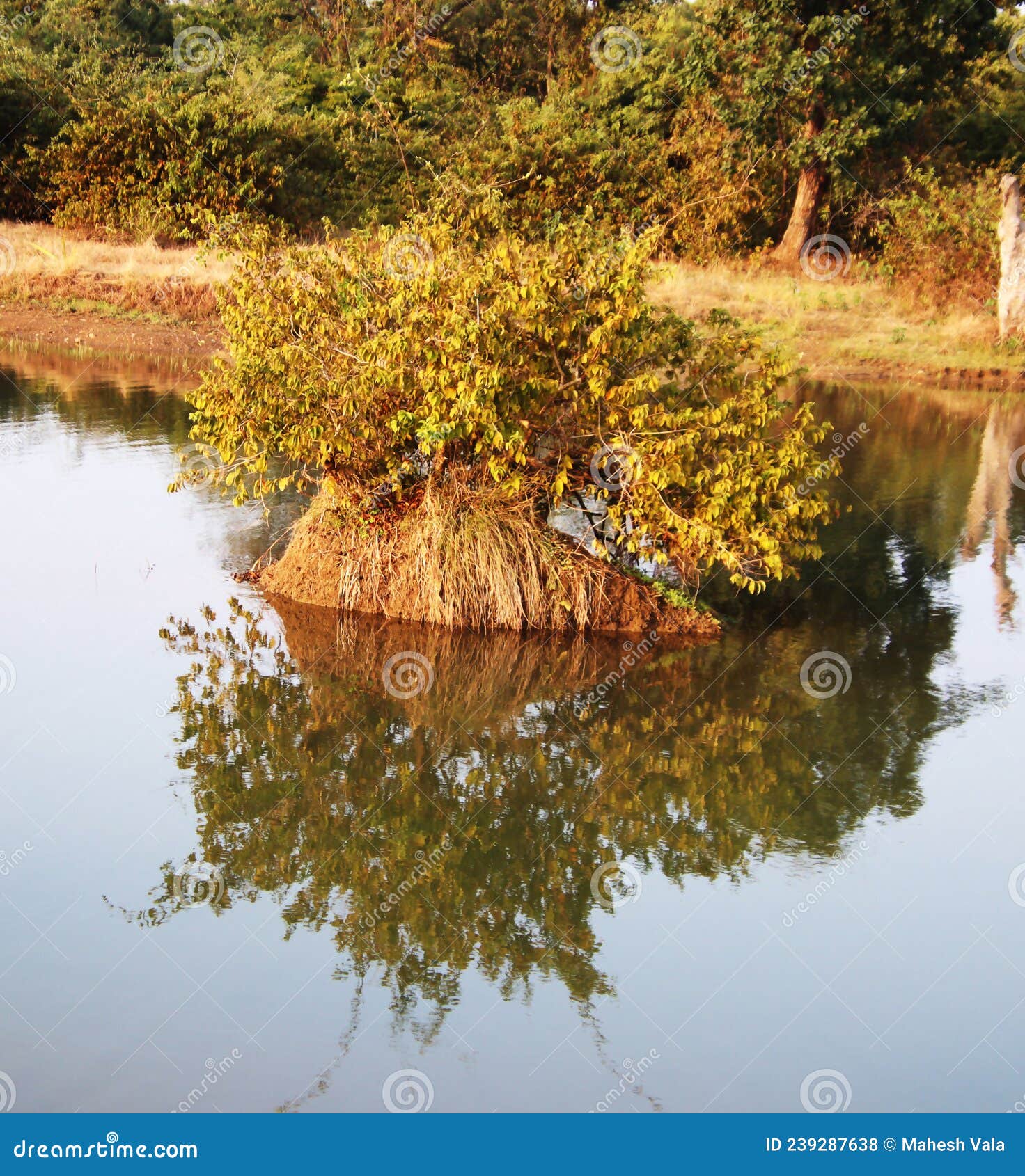 Reflection of Three Trees in the Water of the River Stock Photo - Image ...