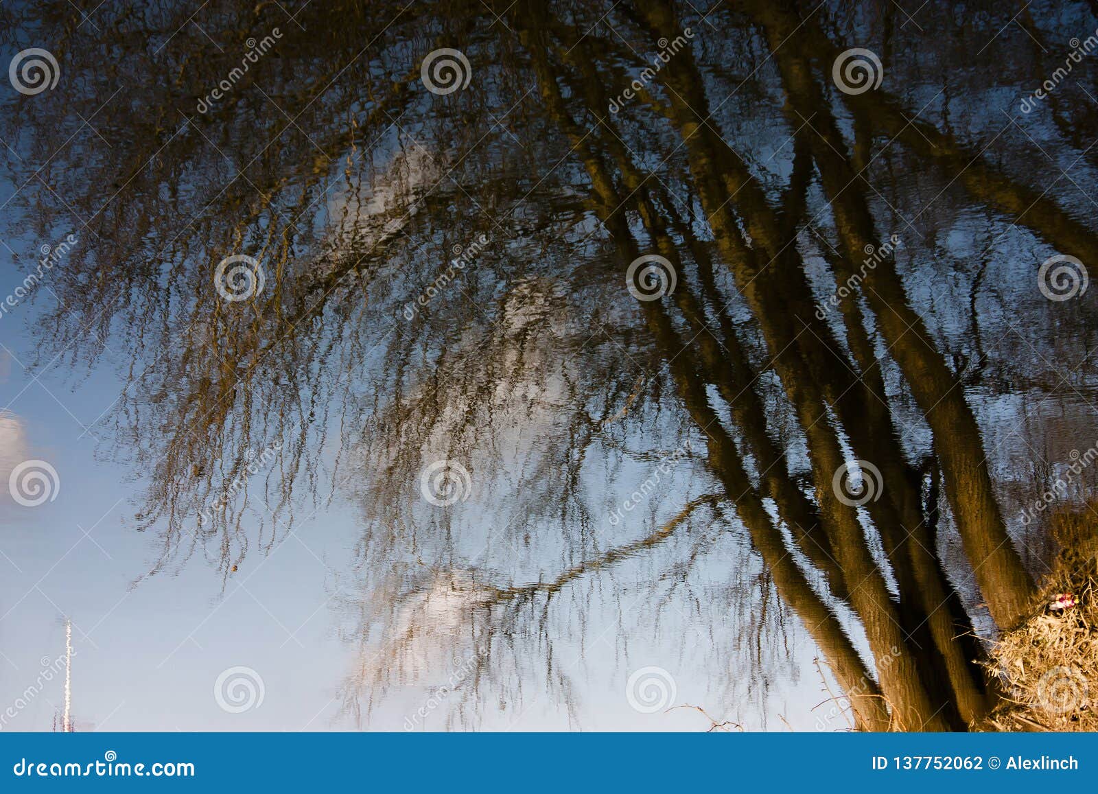 Reflection of Threes in River Waters Stock Photo - Image of forest ...