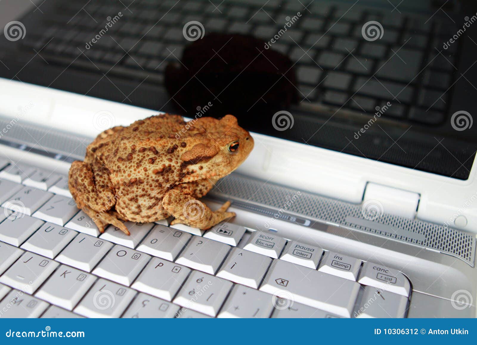 Reflection of toad stock photo. Image of nature, beautiful - 10306312