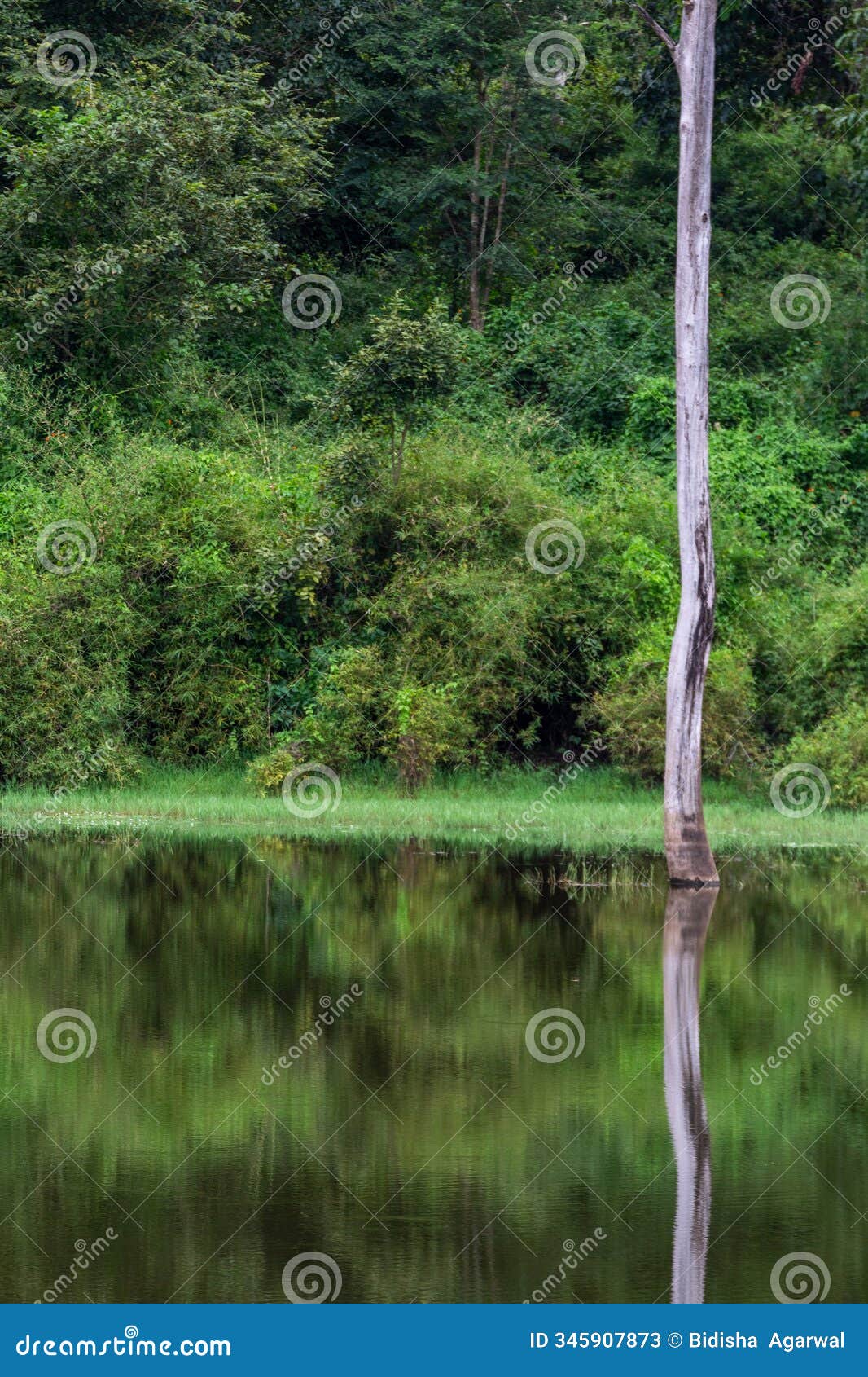 Pond And Jungle In Goa Gajah Elephant Cave Temple, Ubud, Bali ...