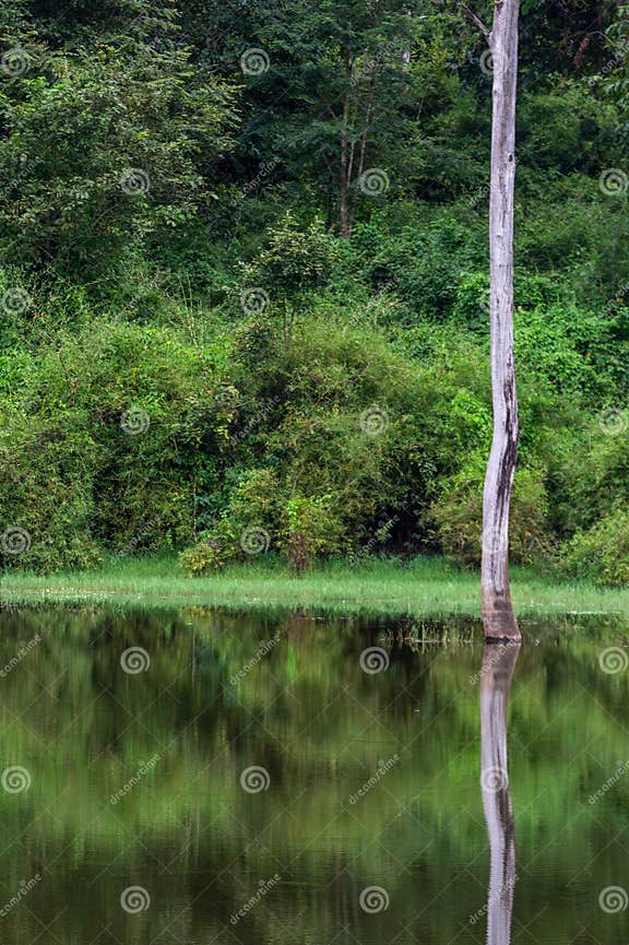 Reflection of a Tree Branch in a Pond in a Jungle Stock Image - Image ...