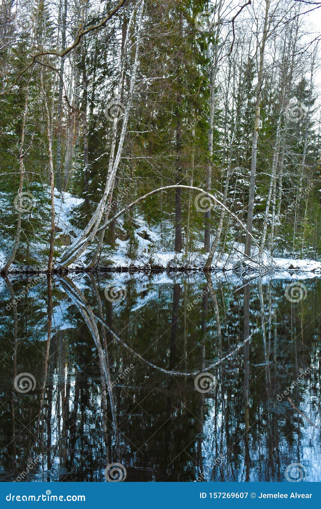 Reflection of a Tree Branch Stooping Down Stock Image - Image of ...