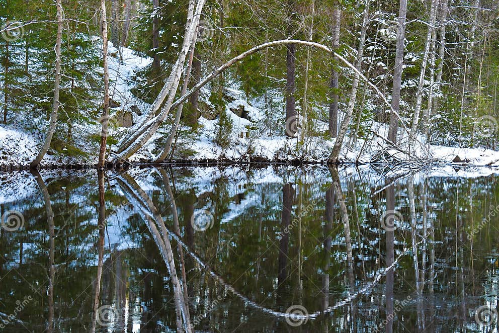 Reflection of a Tree Branch Stooping Down Stock Photo - Image of lake ...