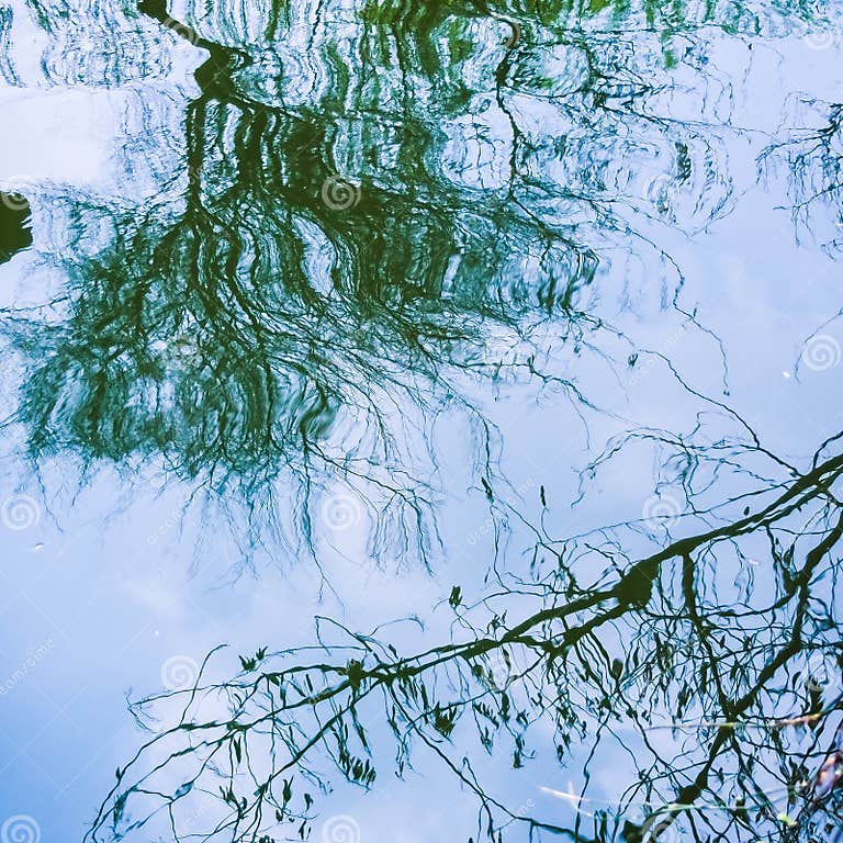 Reflection of Tree Branch on the Surface of Water Stock Image - Image ...