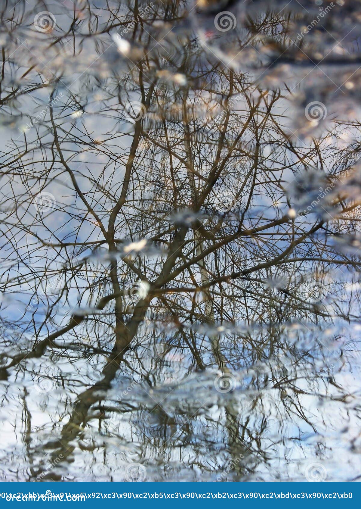 Reflection of Tree Branches in a Melted Puddle. Spring. Mirror Stock ...