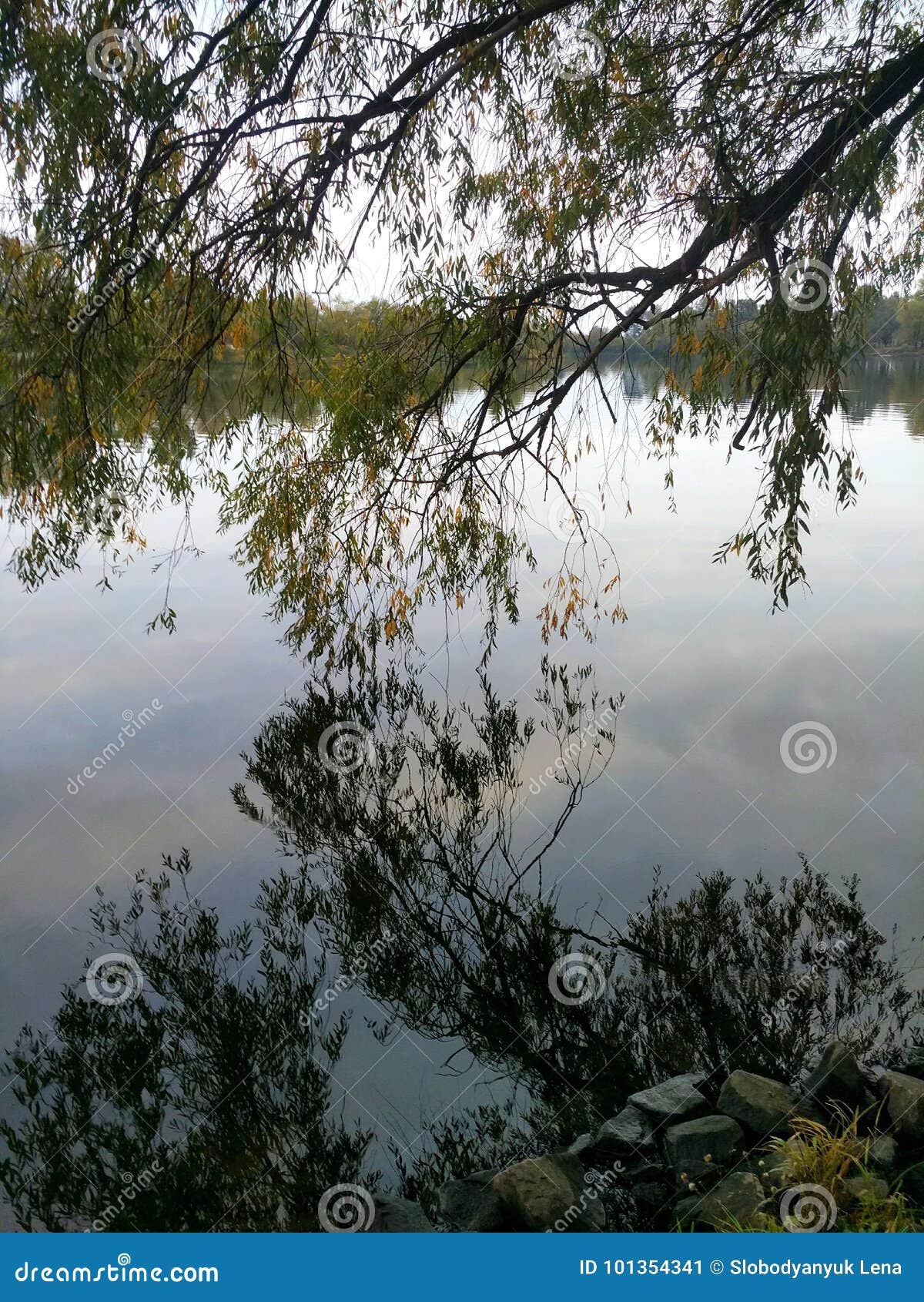 Reflection of Tree Branches, River Stock Image - Image of leaf, nature ...