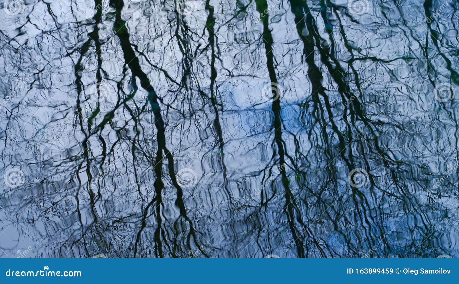 Reflection of Tree Branches on the Surface of Water Stock Image - Image ...