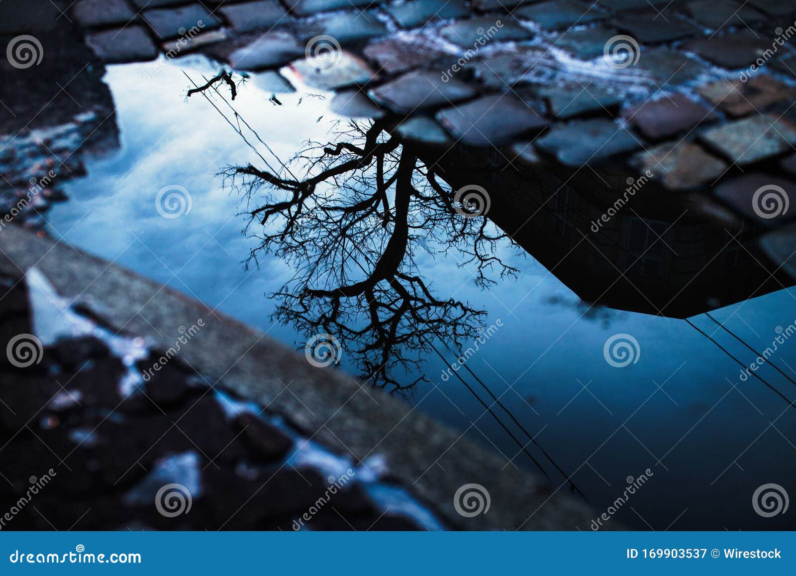 Reflection of a Tree and a Building in a Puddle of Water on the ...