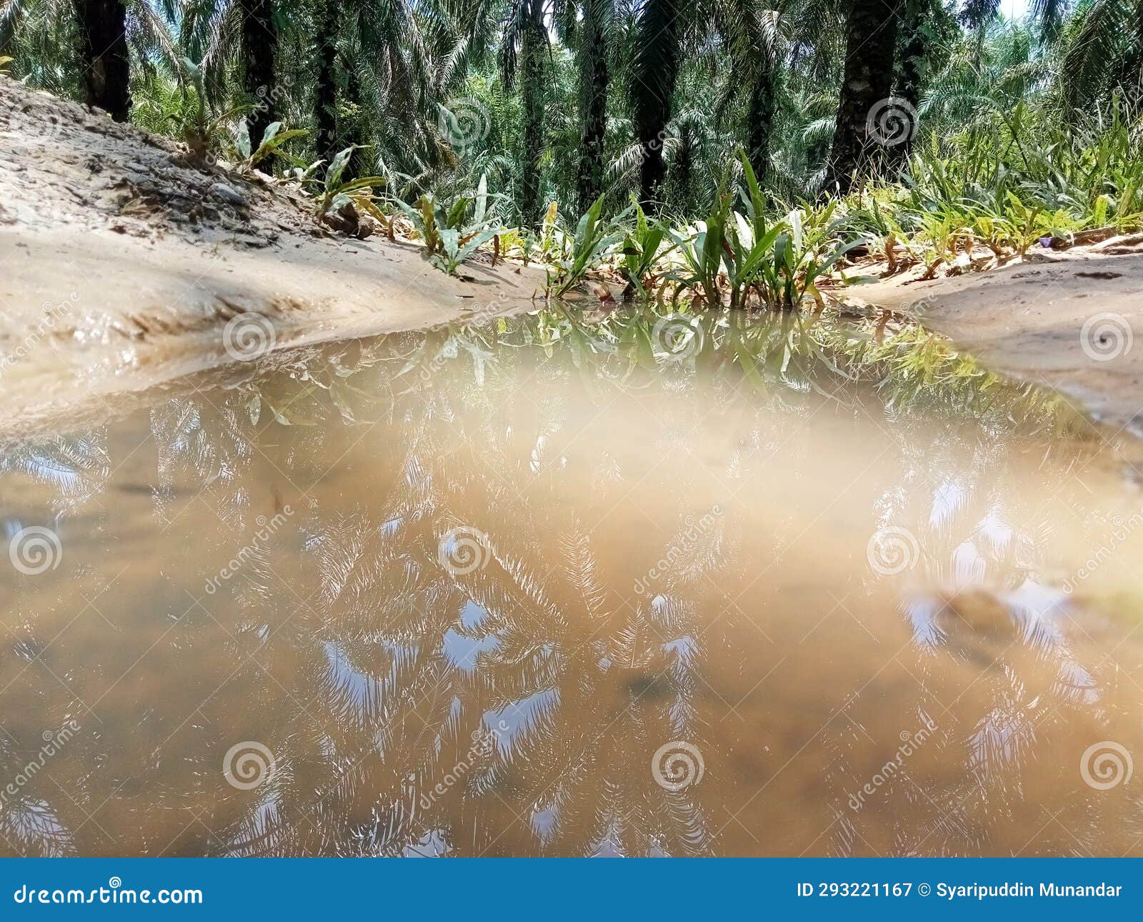 The Reflection of the Tree Can Be Seen in a Puddle of Water that Looks ...