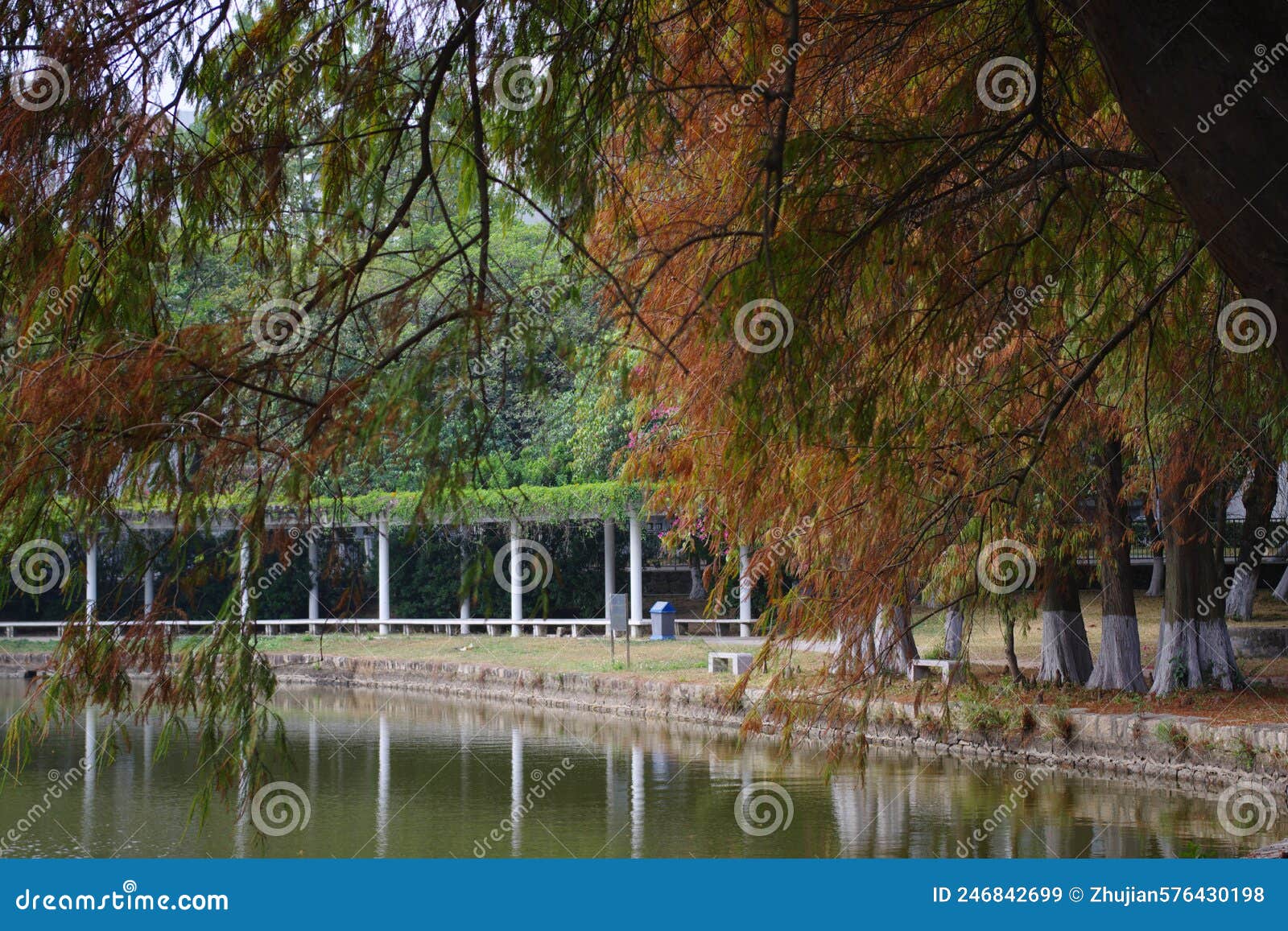 The Reflection of the Tree Corridor Stock Image - Image of canal ...