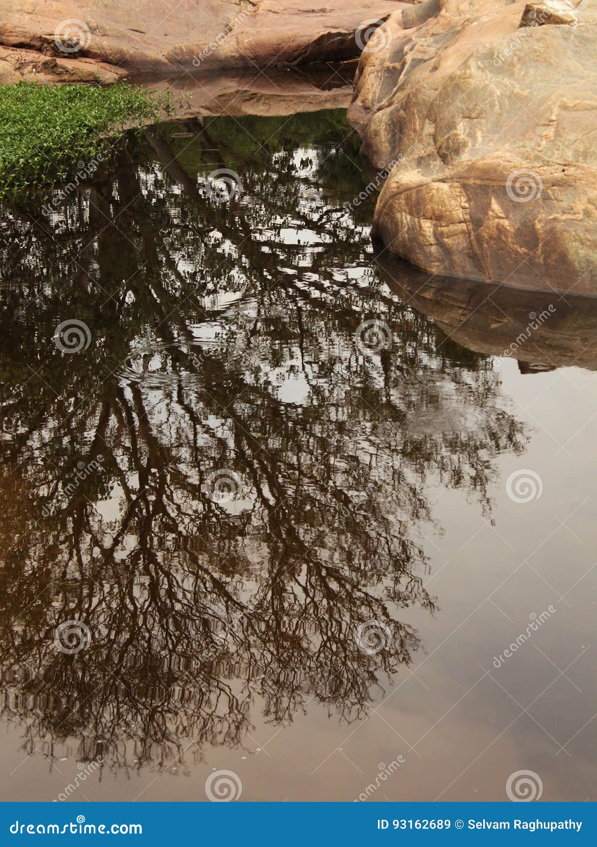 Reflection of tree stock image. Image of rock, tree, outdoor - 93162689