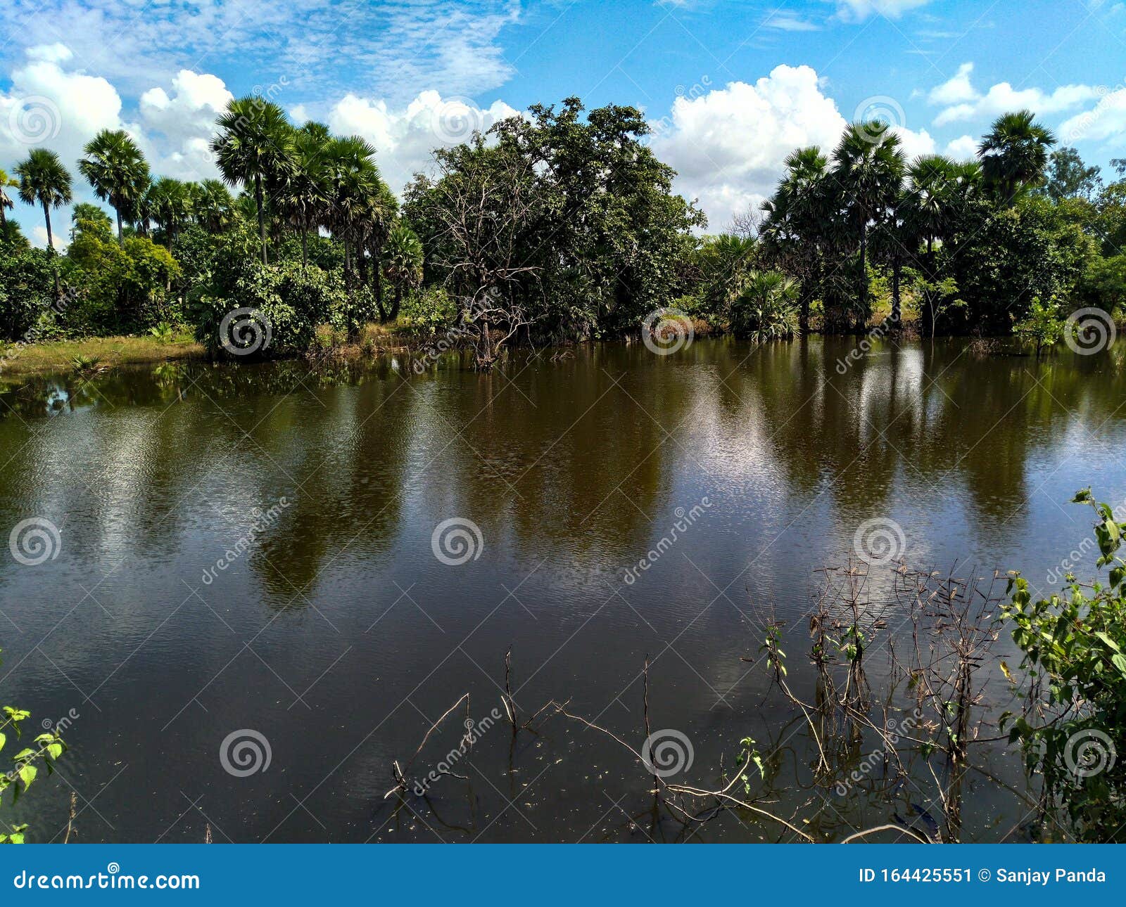Reflection of tree on lake stock image. Image of water - 164425551