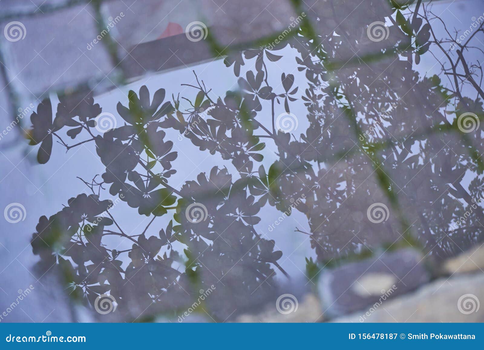 Reflection of Tree Leaves with the Water on Footpath Stock Image ...