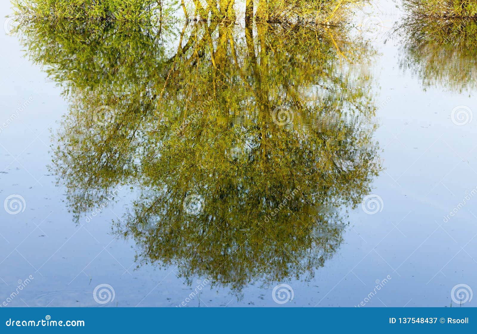 Reflection tree stock image. Image of floral, light - 137548437