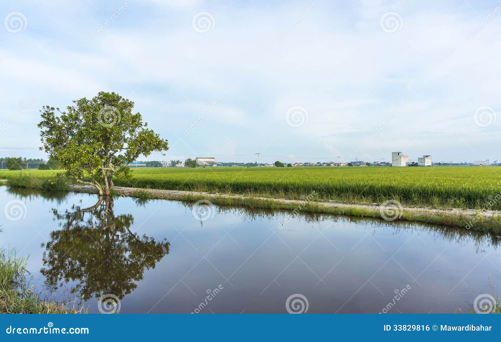Reflection of Tree at Paddy Field Stock Photo - Image of morning, green ...