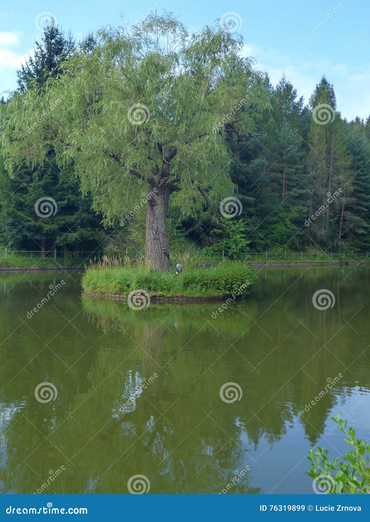 Reflection of a Tree in a Pond Stock Image - Image of reflection, green ...