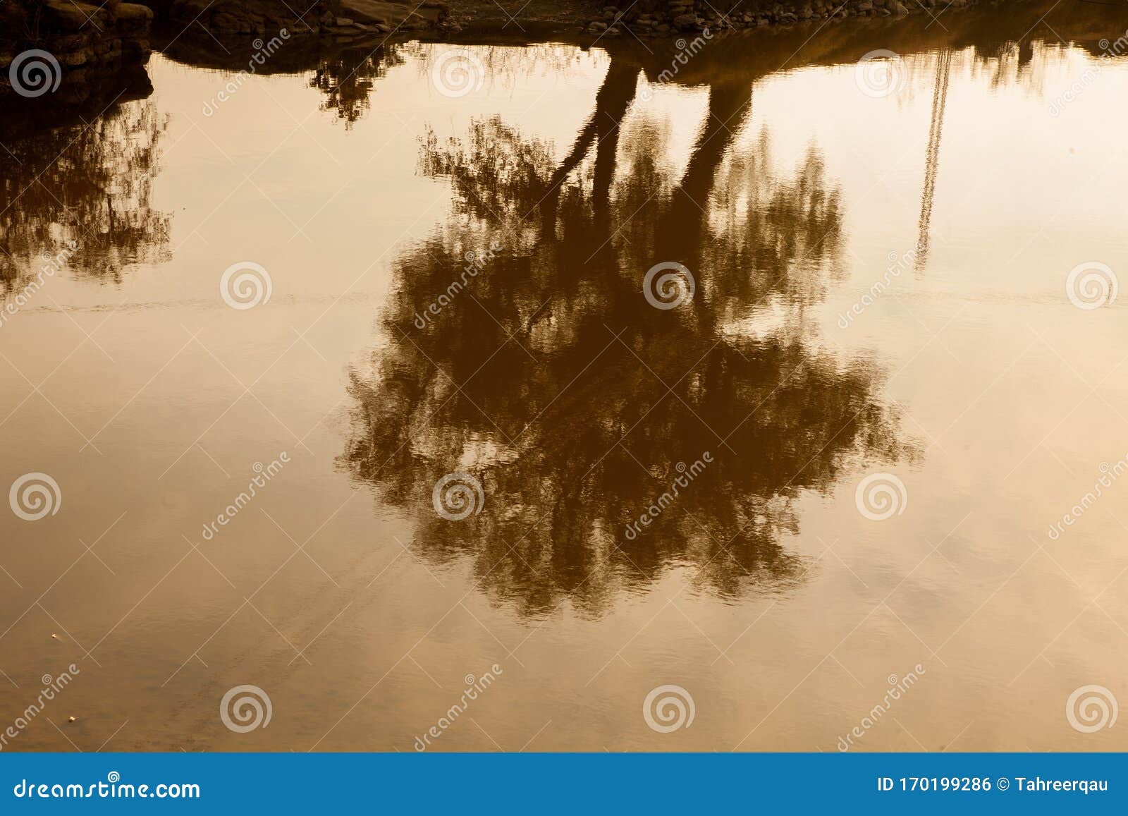 Reflection of tree in pond stock photo. Image of reflect - 170199286