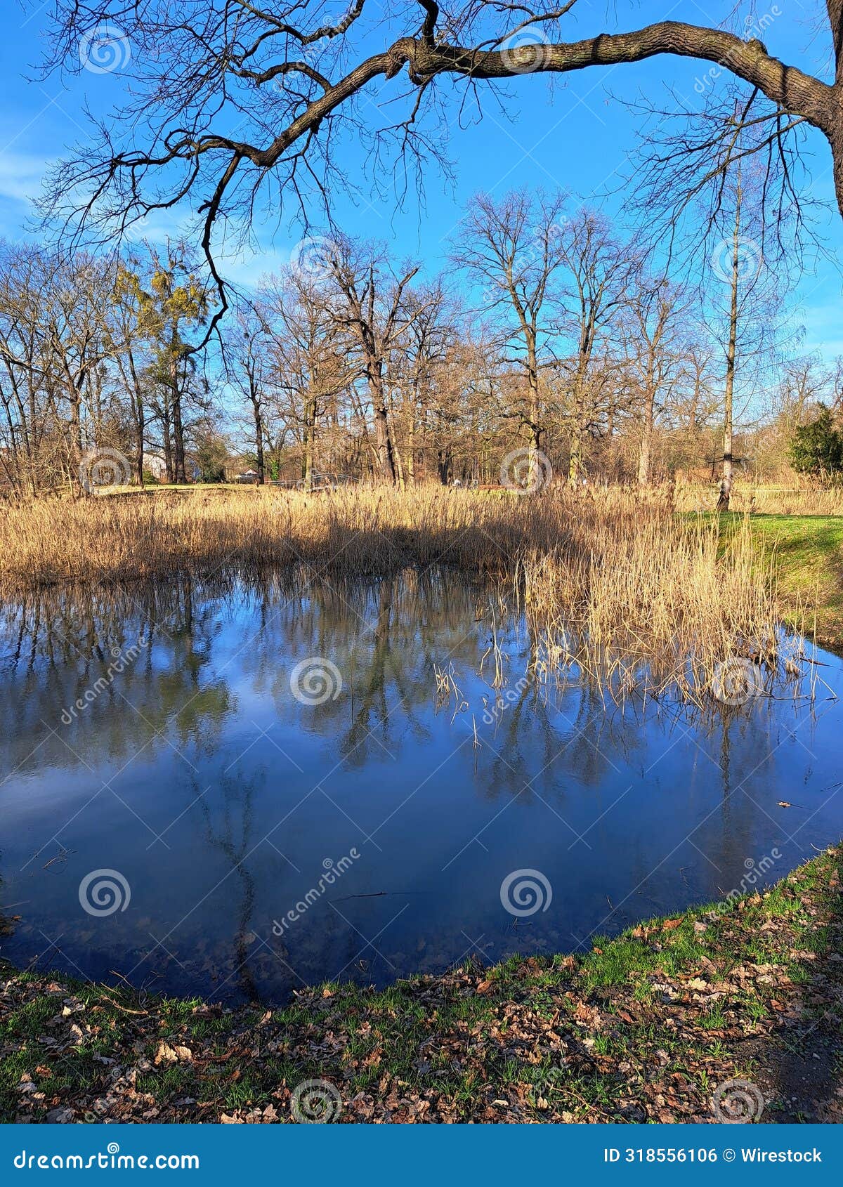 Reflection of a Tree on a Pond S Surface Stock Photo - Image of tree ...