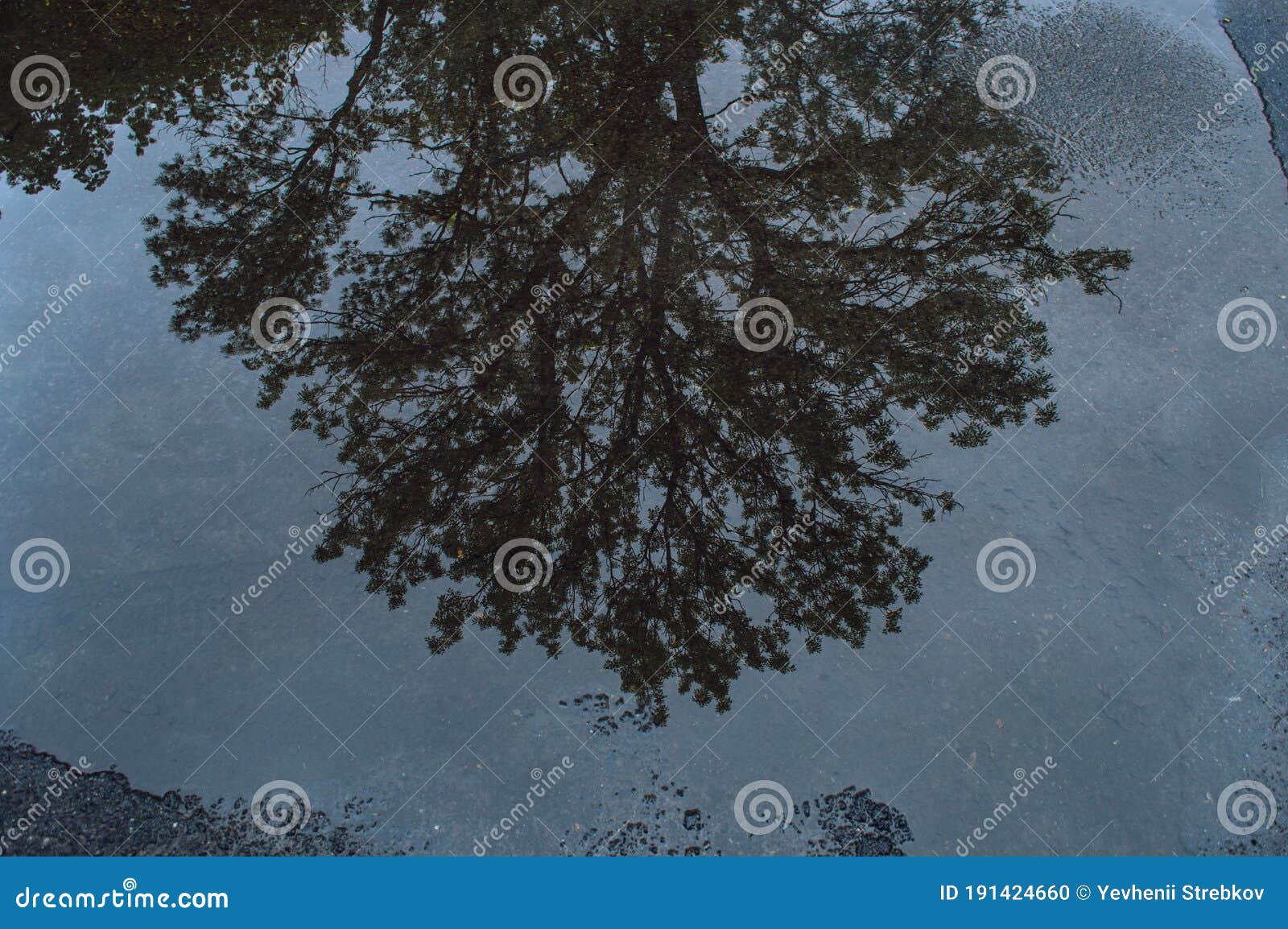 Reflection of a Tree in a Puddle Stock Photo - Image of autumn, light ...