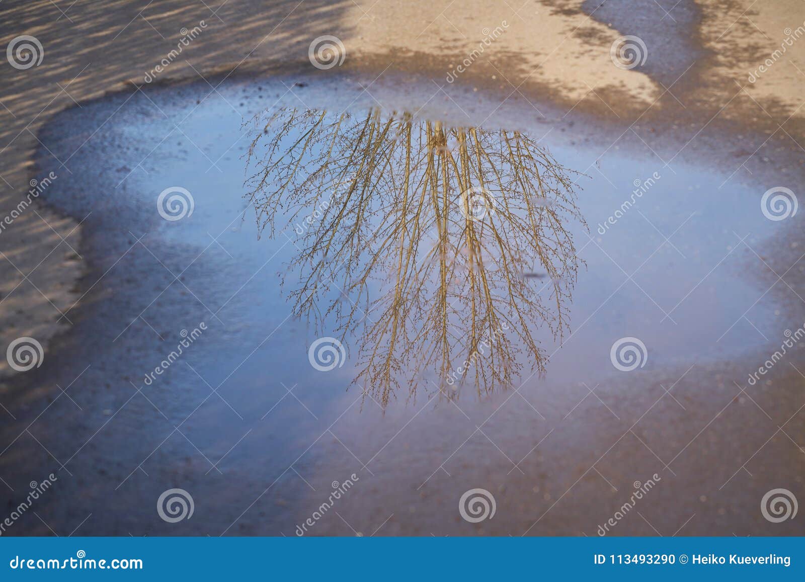 Reflection of a Tree in a Puddle Stock Photo - Image of damages ...