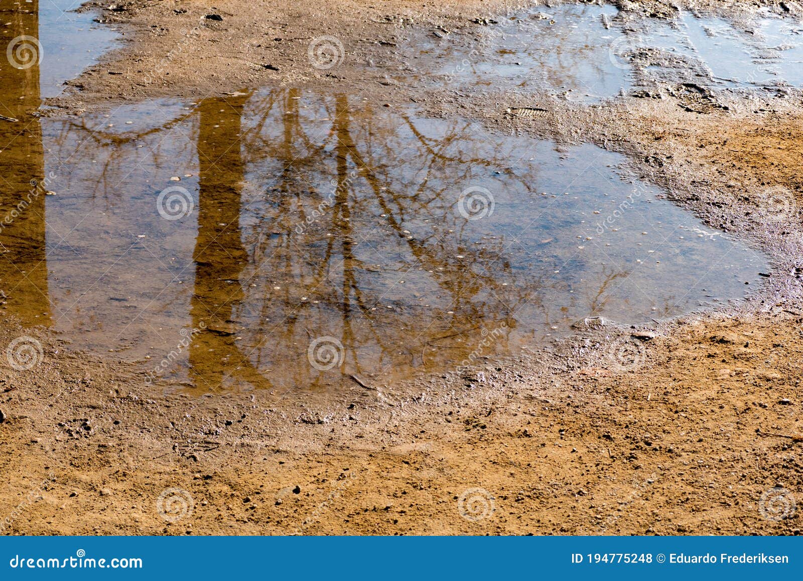 Reflection of Tree in Puddle Stock Photo - Image of beautiful, natural ...