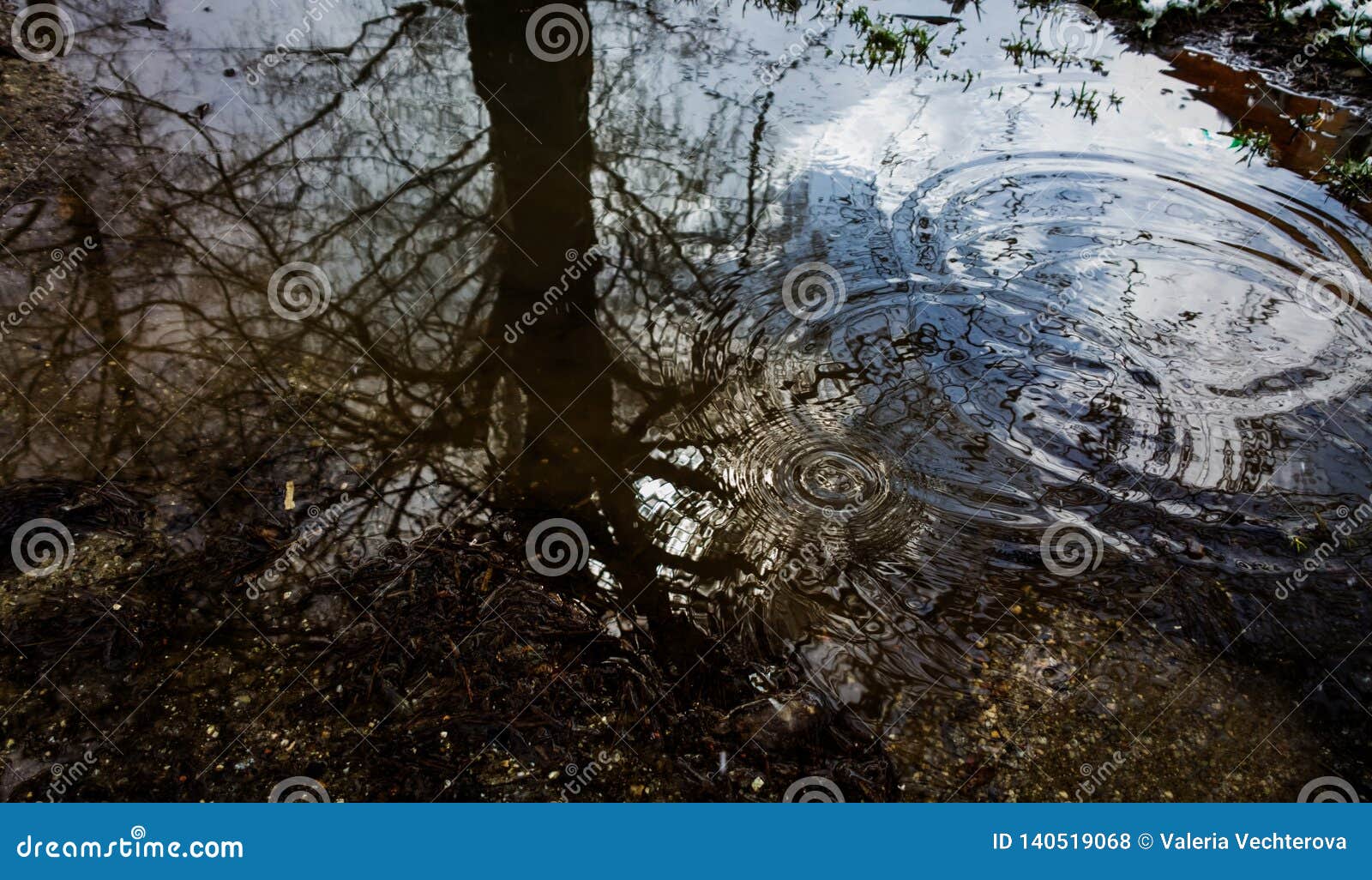 Reflection of the Tree in the Puddle. Stock Photo - Image of ...