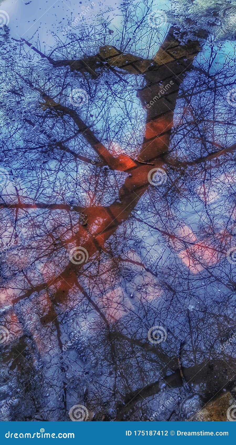 Reflection of a Tree in a Puddle Stock Photo - Image of shadow, world ...
