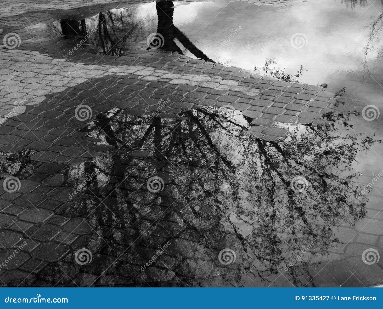 Reflection of Tree in Puddle of Water after Sorm Stock Image - Image of ...