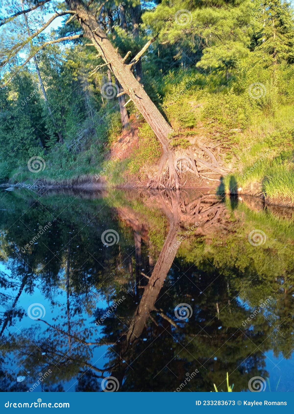 Reflection of tree stock image. Image of woodland, plant - 233283673