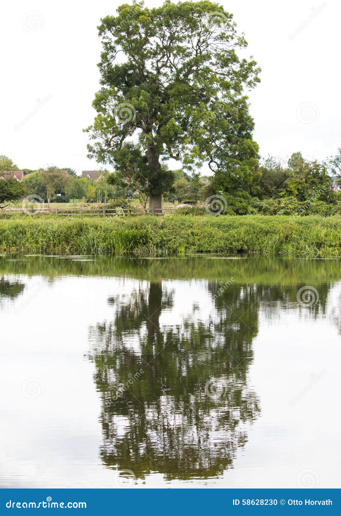 Reflection stock photo. Image of river, tree, water, green - 58628230
