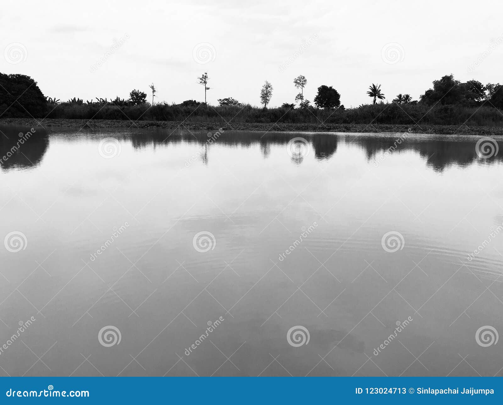 Reflection of Tree at River, Beautiful Black and White. Stock Image ...