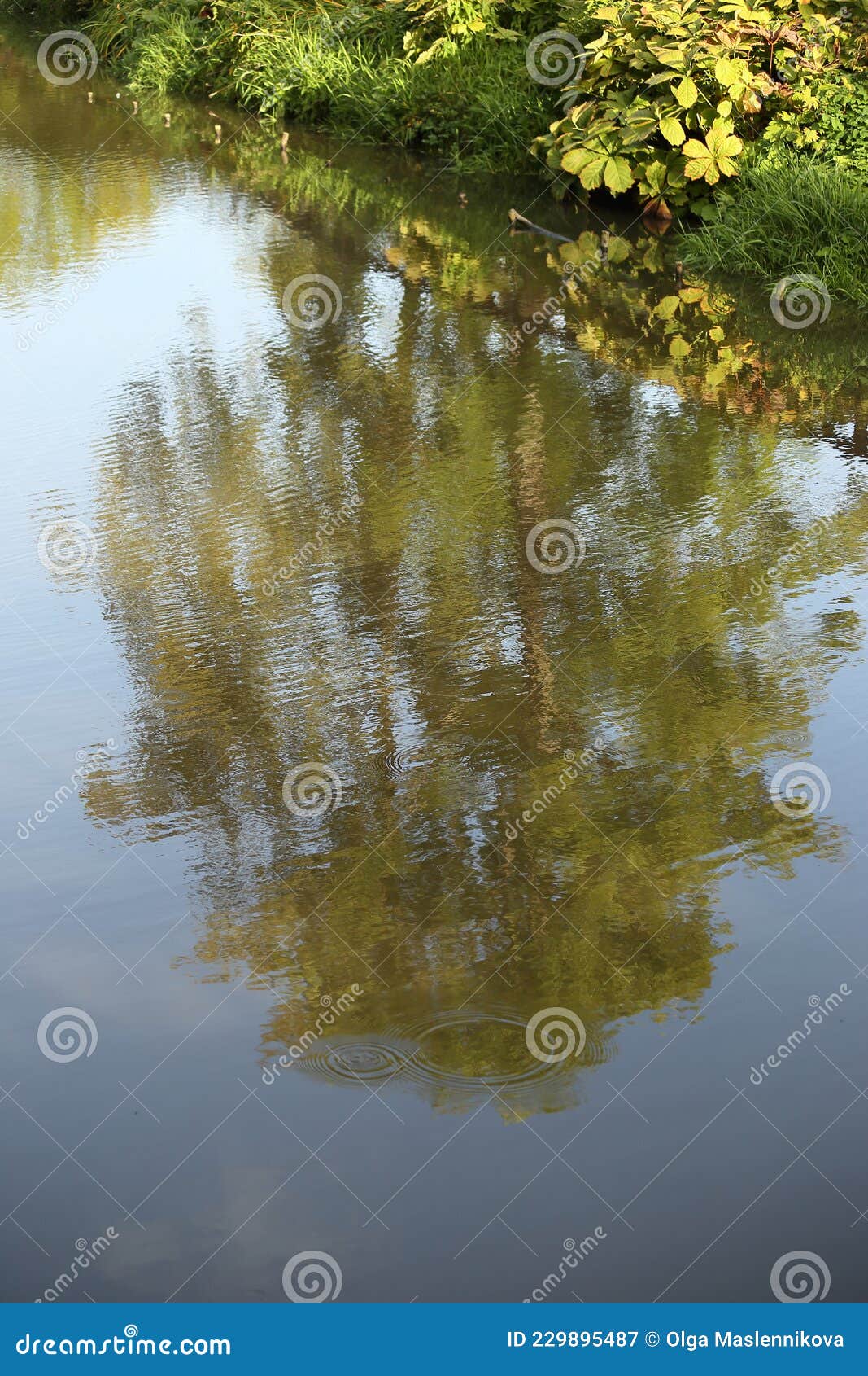 Reflection of a Tree in River Water Stock Image - Image of surface ...