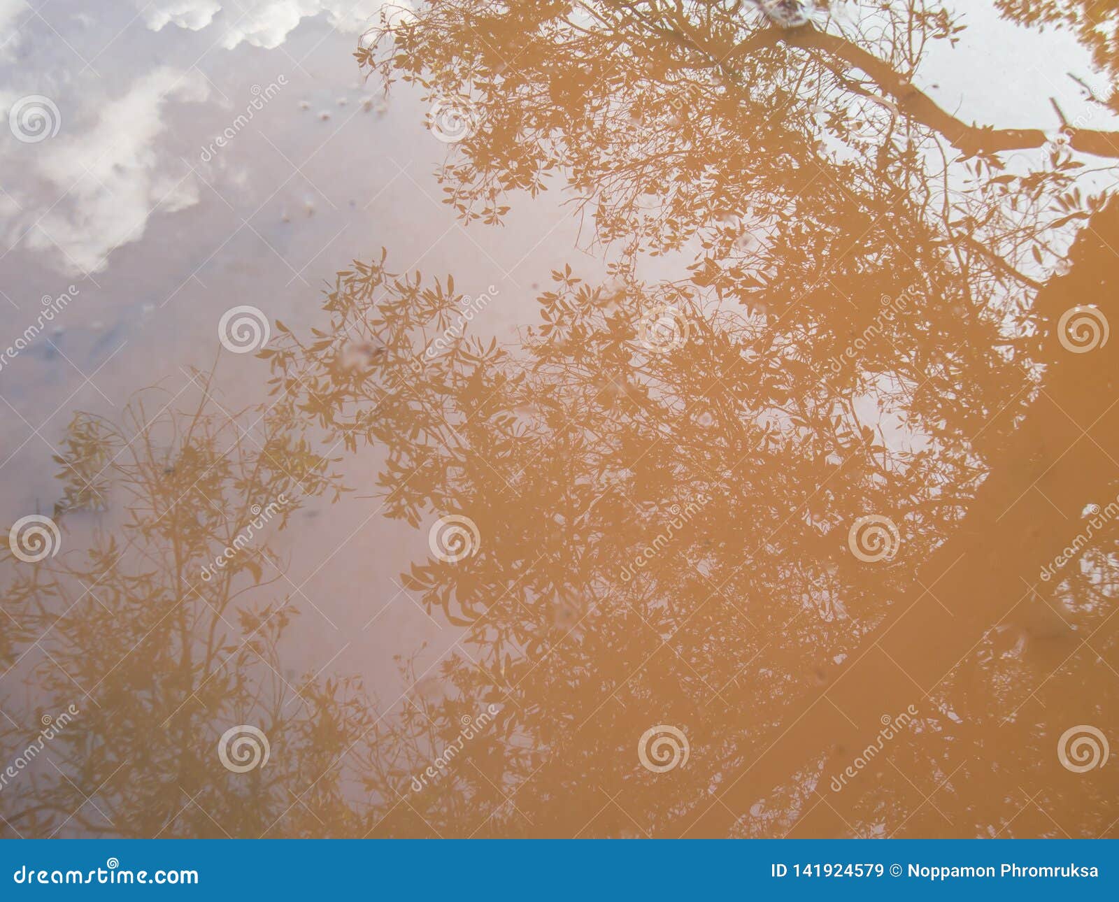 The Reflection of Tree Shadow in Water Stock Image - Image of pattern ...