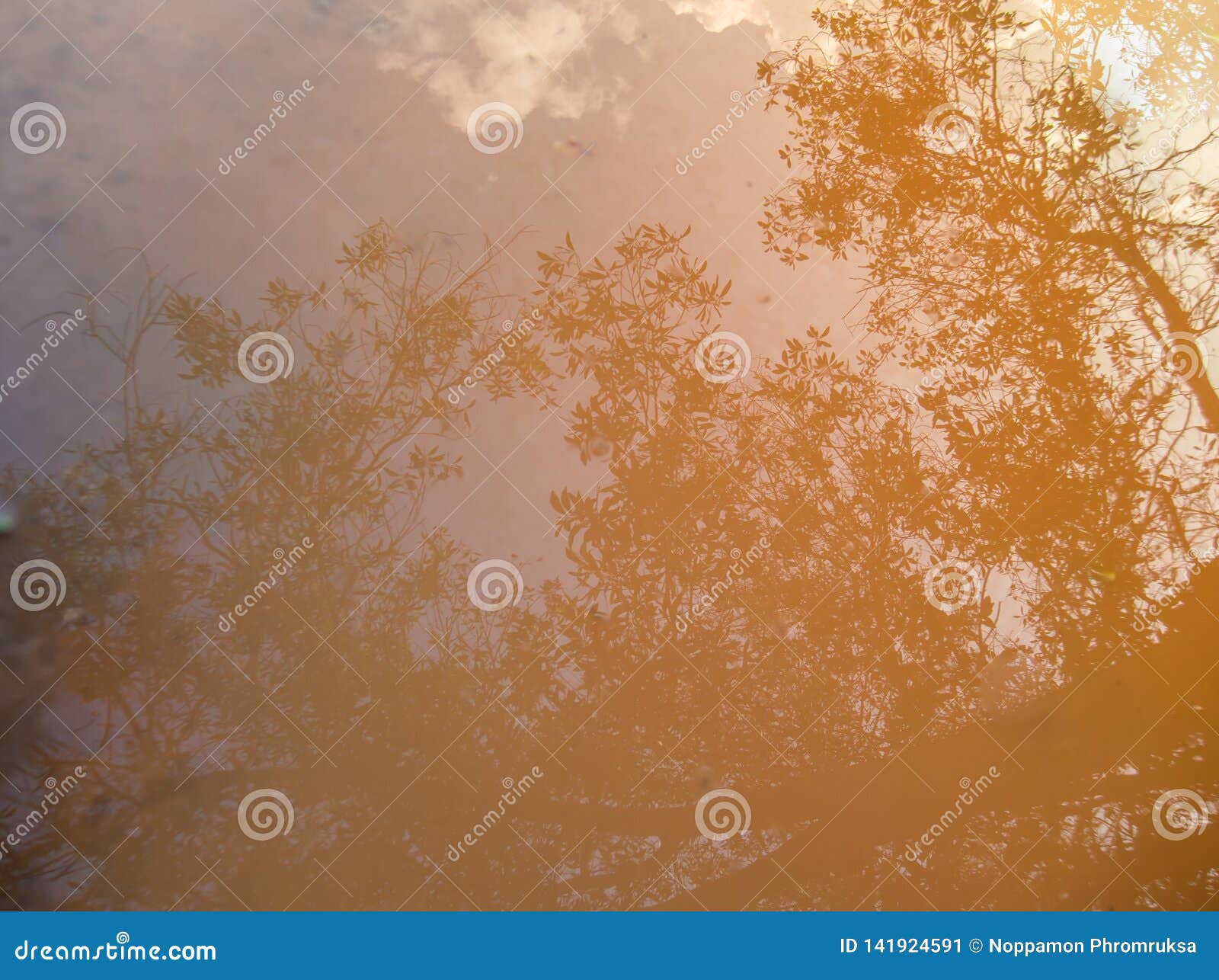 The Reflection of Tree Shadow in Water Stock Image - Image of snow ...