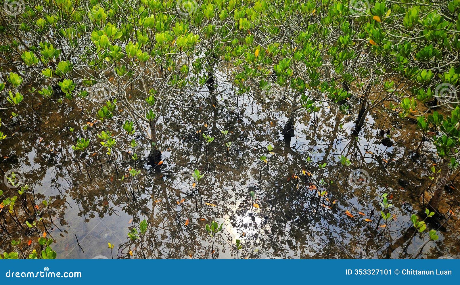 Reflection of Tree and Sky on Water with Trees in Mangrove Forest Park Stock Image - Image of ...