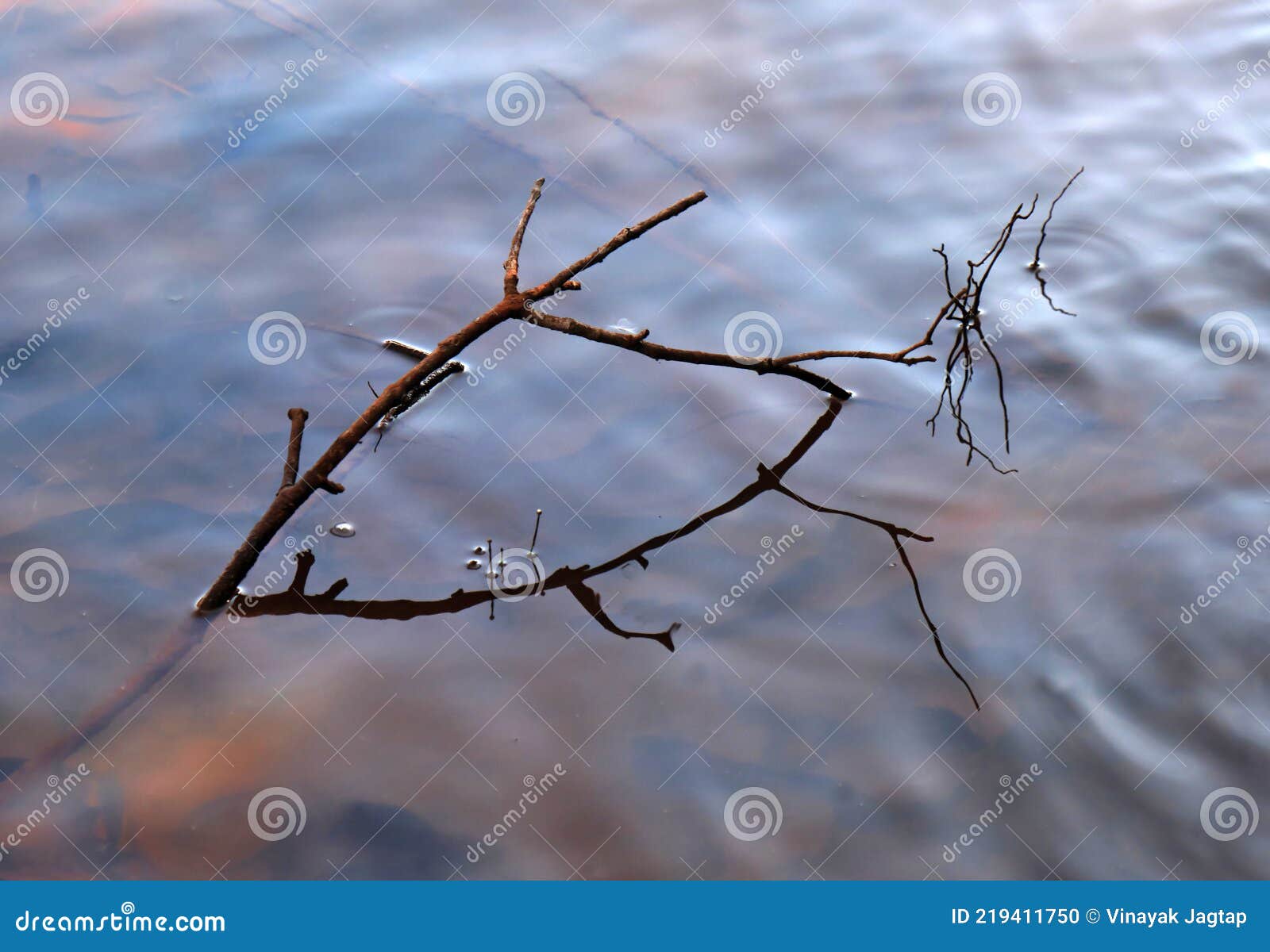 Reflection of the Tree Sticking Out of the Water, Like Fish Shape Stock ...