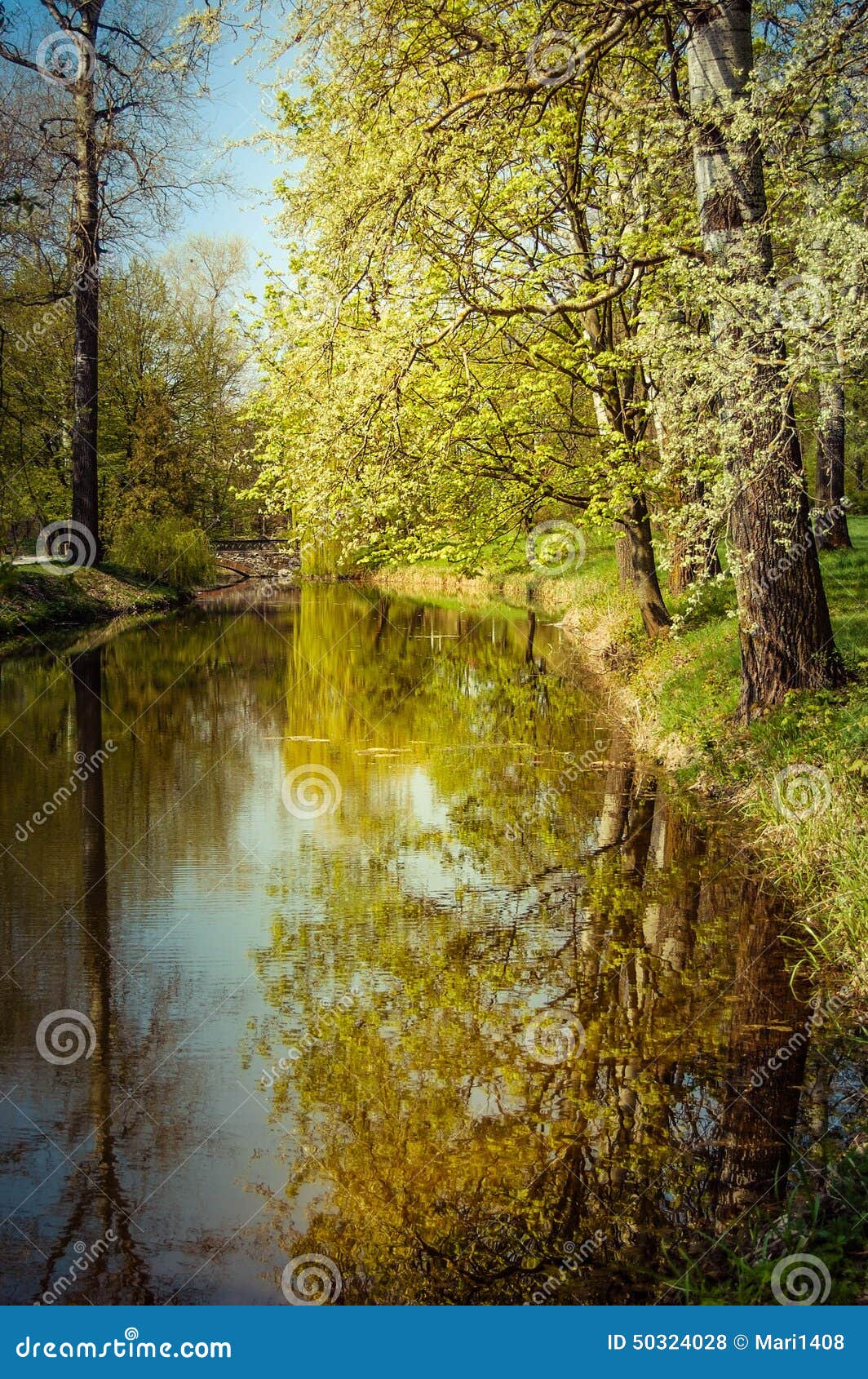 Reflection of Tree Trunks in Water in the Spring Stock Photo - Image of ...