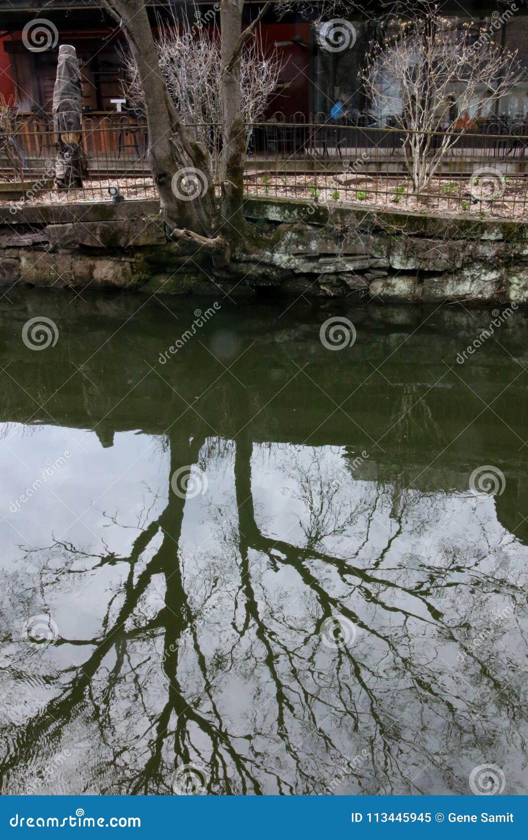 The Reflection of the Tree in the Water. Stock Image - Image of tree ...