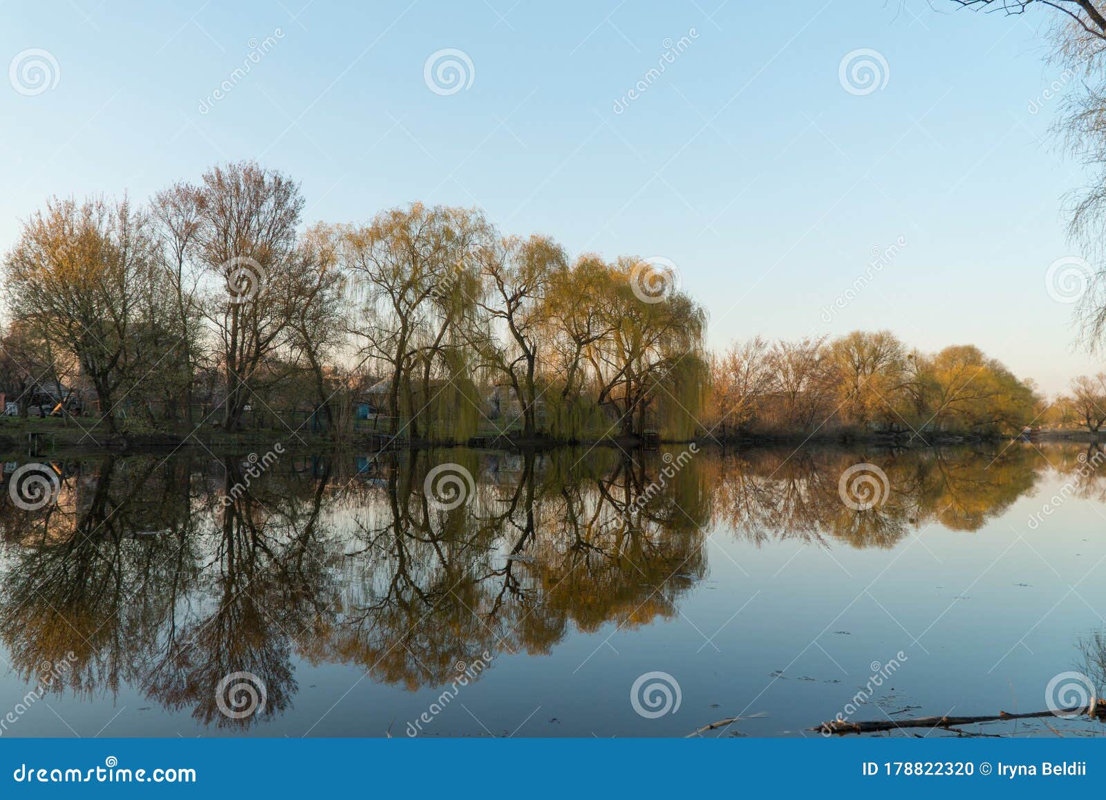 Reflection of a Tree in the Water. Bank of the River Stock Photo ...