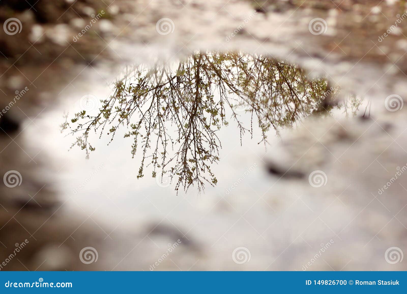 Reflection of a Tree in the Water. Early Spring Stock Photo - Image of ...