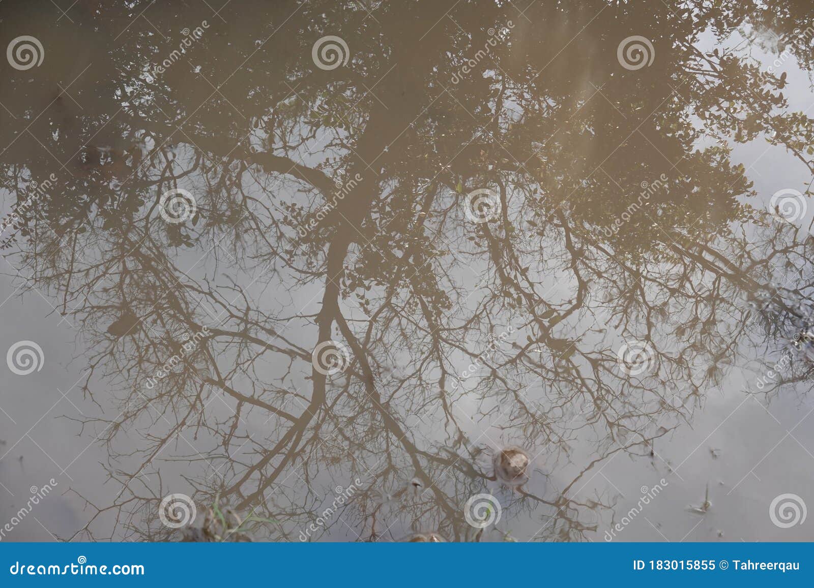 Reflection of a Tree in Water Stock Image - Image of green, wall: 183015855