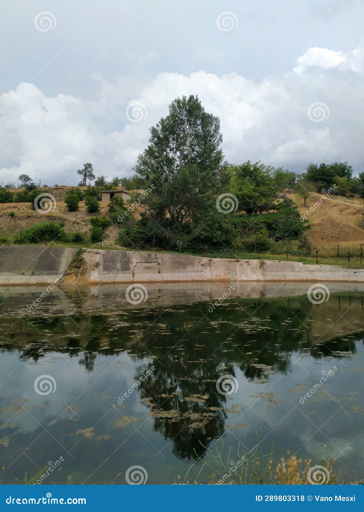 The Reflection of the Tree on the Water Stock Photo - Image of ...