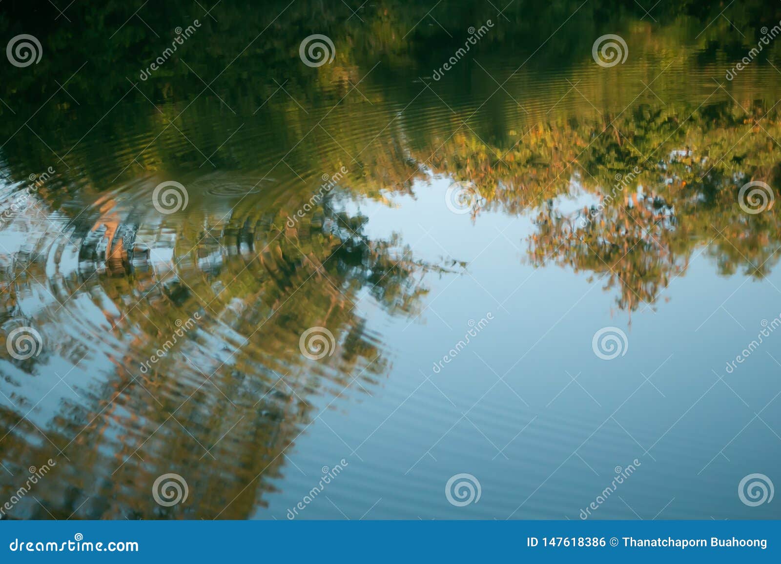Reflection of Tree on the Water Stock Photo - Image of trees, drop ...