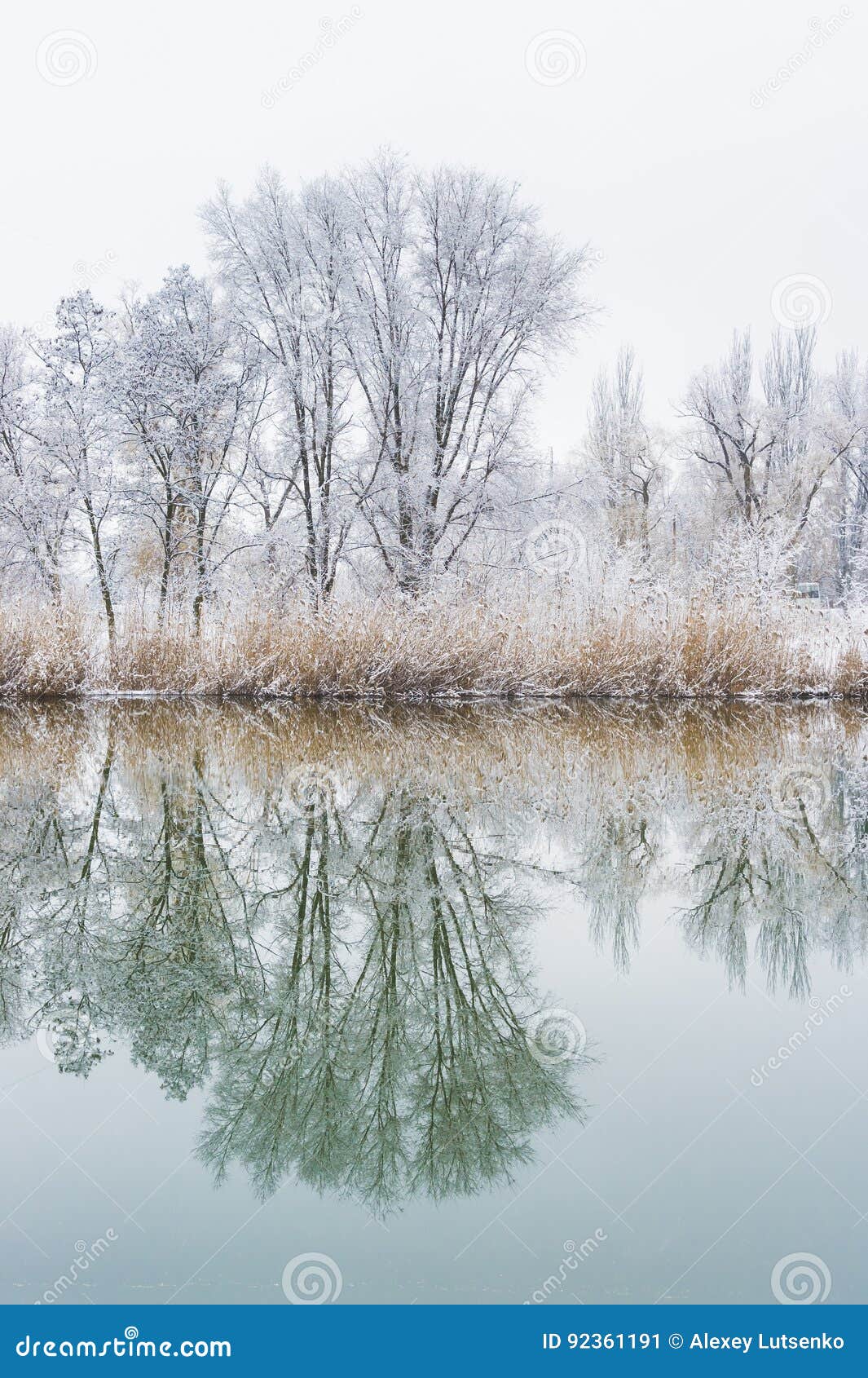 Reflection of Tree in the Water in Winter Stock Image - Image of frost ...